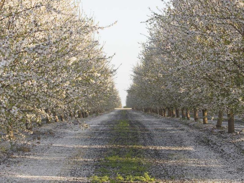 Almond Transportation Services - Superior Almond Hulling